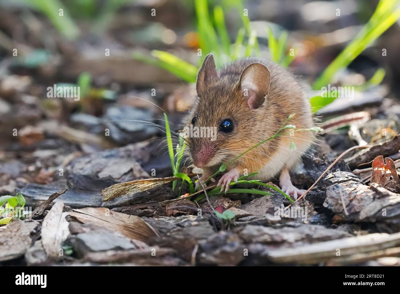 Foraging mouse hi-res stock photography and images - Alamy
