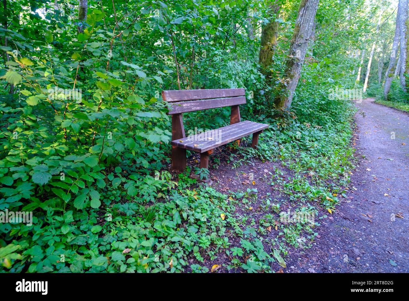Wooden bench in the middle of woodland. convenient recreational ...