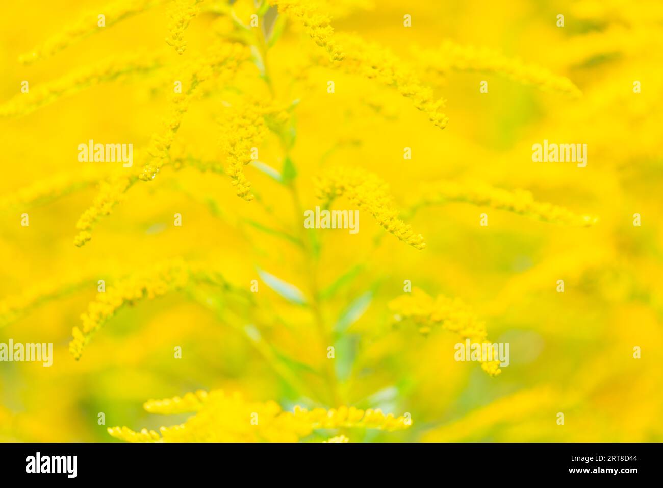 Canada goldenrod (Solidago canadensis), composite plants (Asteraceae ...