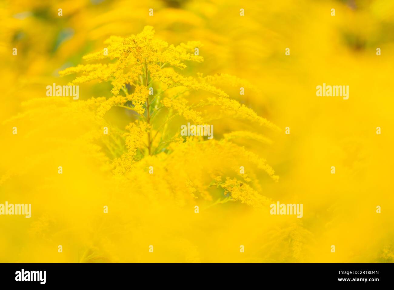 Canada goldenrod (Solidago canadensis), composite plants (Asteraceae ...