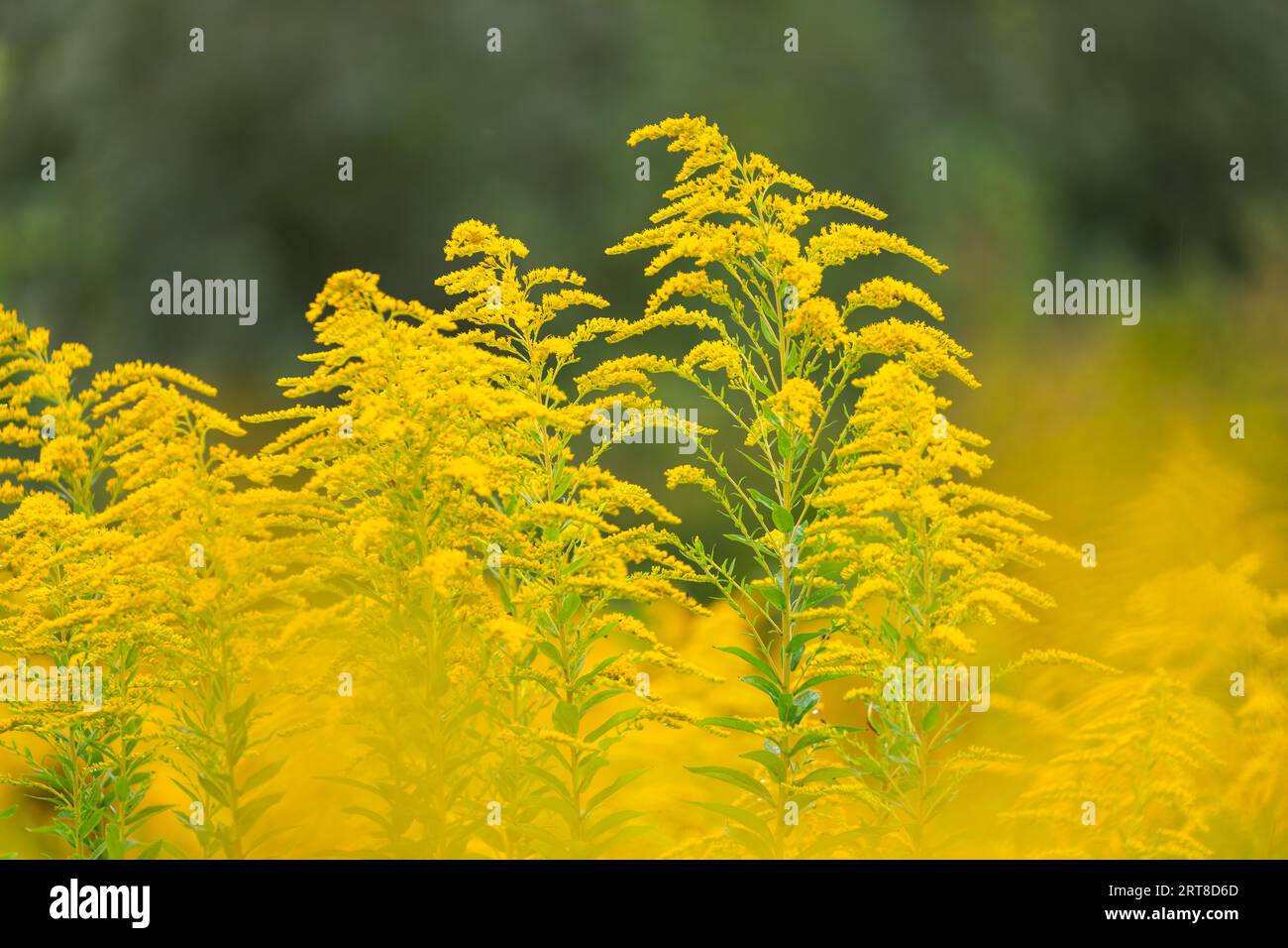 Canada goldenrod (Solidago canadensis), composite plants (Asteraceae ...