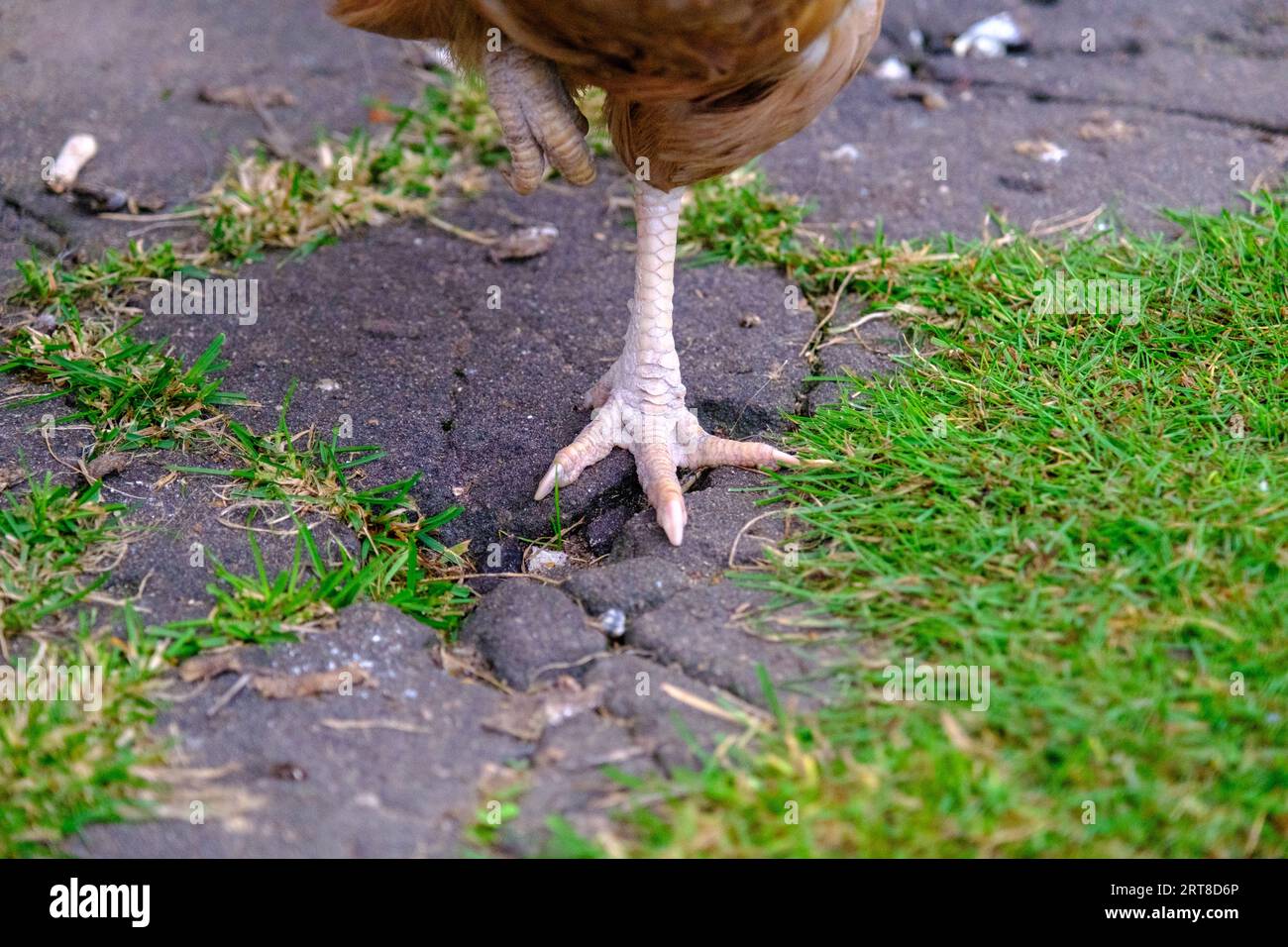 A brown chicken stands on one leg. A healthy diet. Rural idyll Stock ...