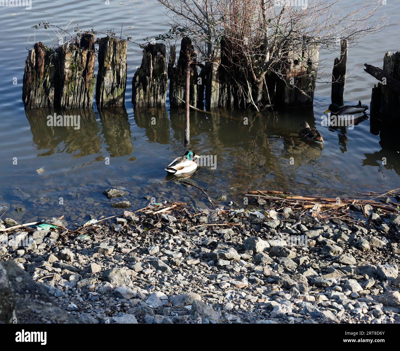Old rotten jetty woodwork with ducks, Cardiff Bay Stock Photo - Alamy