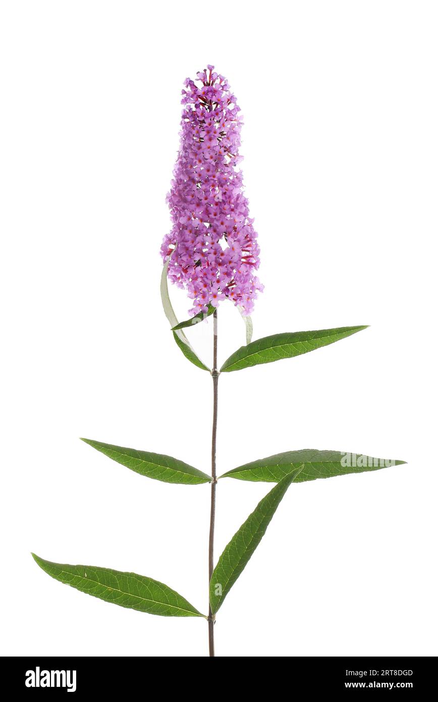 Buddleja flowers and foliage isolated against white Stock Photo - Alamy