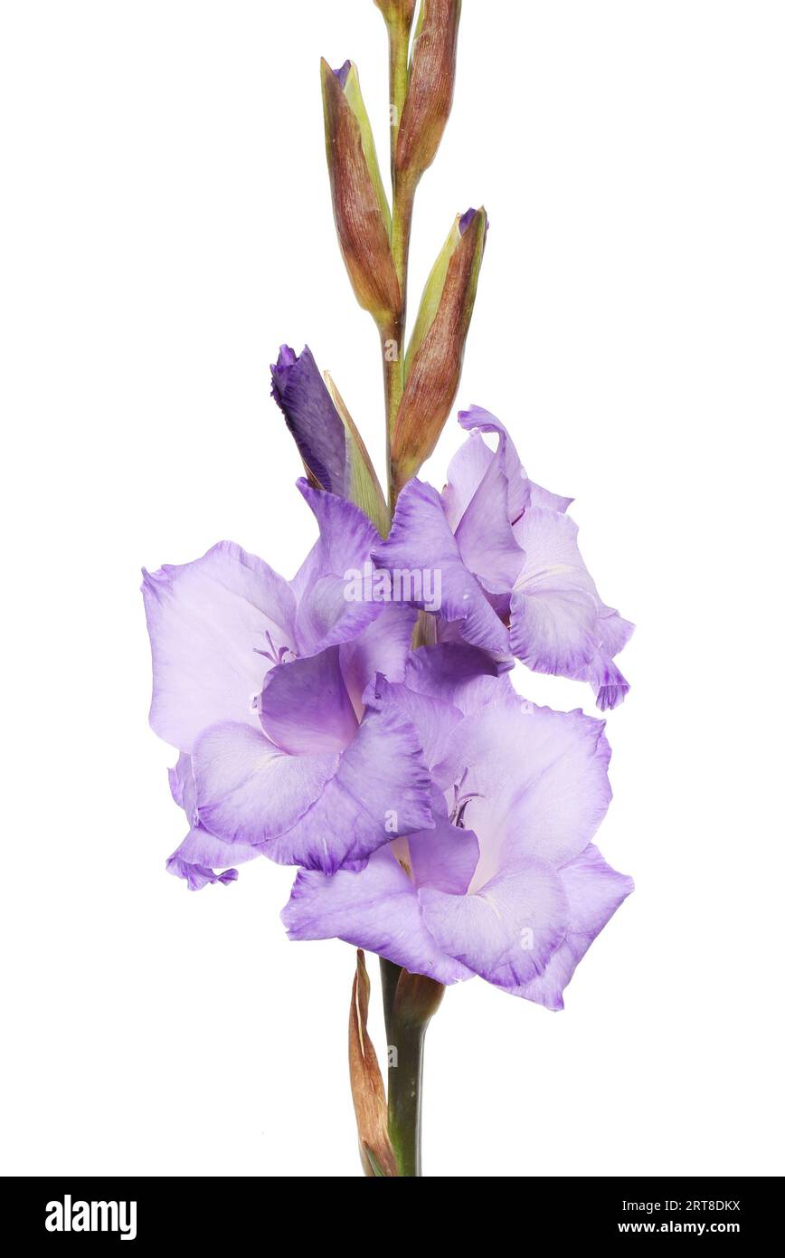 Purple gladiolus hi-res stock photography and images - Alamy