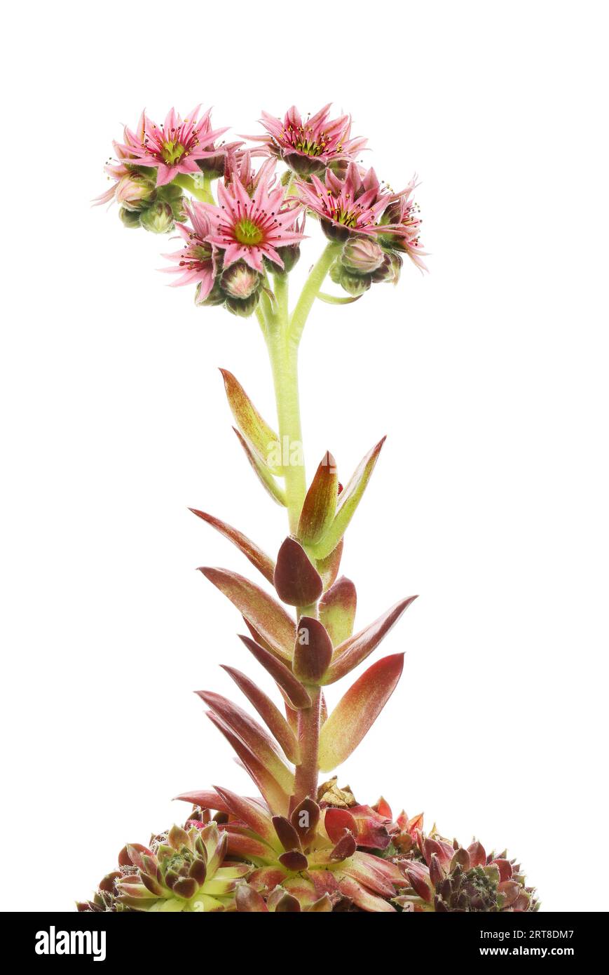 Sempervivum flower spike isolated against white Stock Photo - Alamy