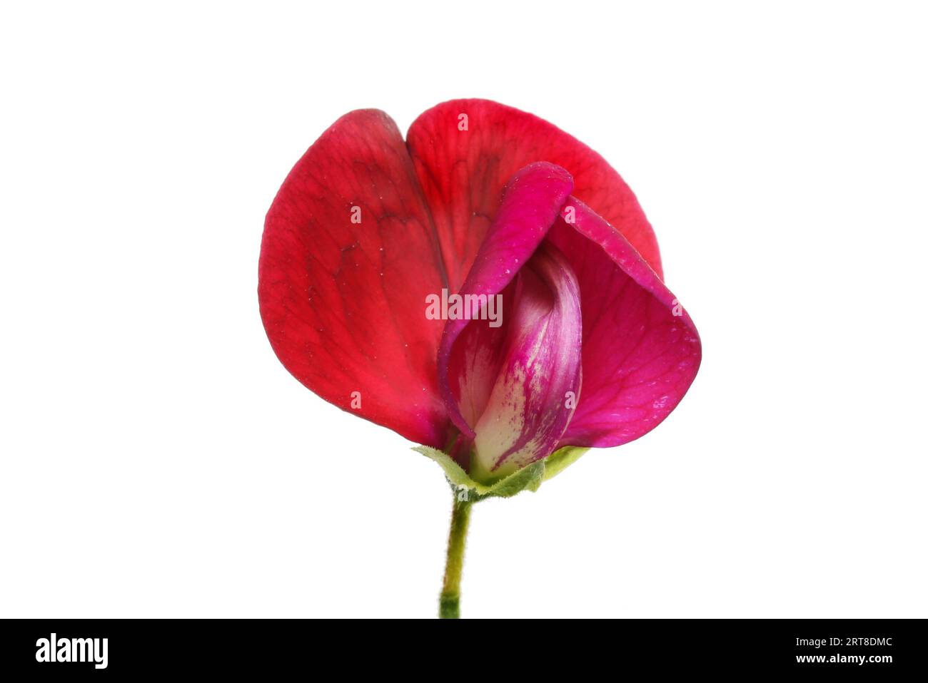 Sweet pea flower single hi-res stock photography and images - Alamy
