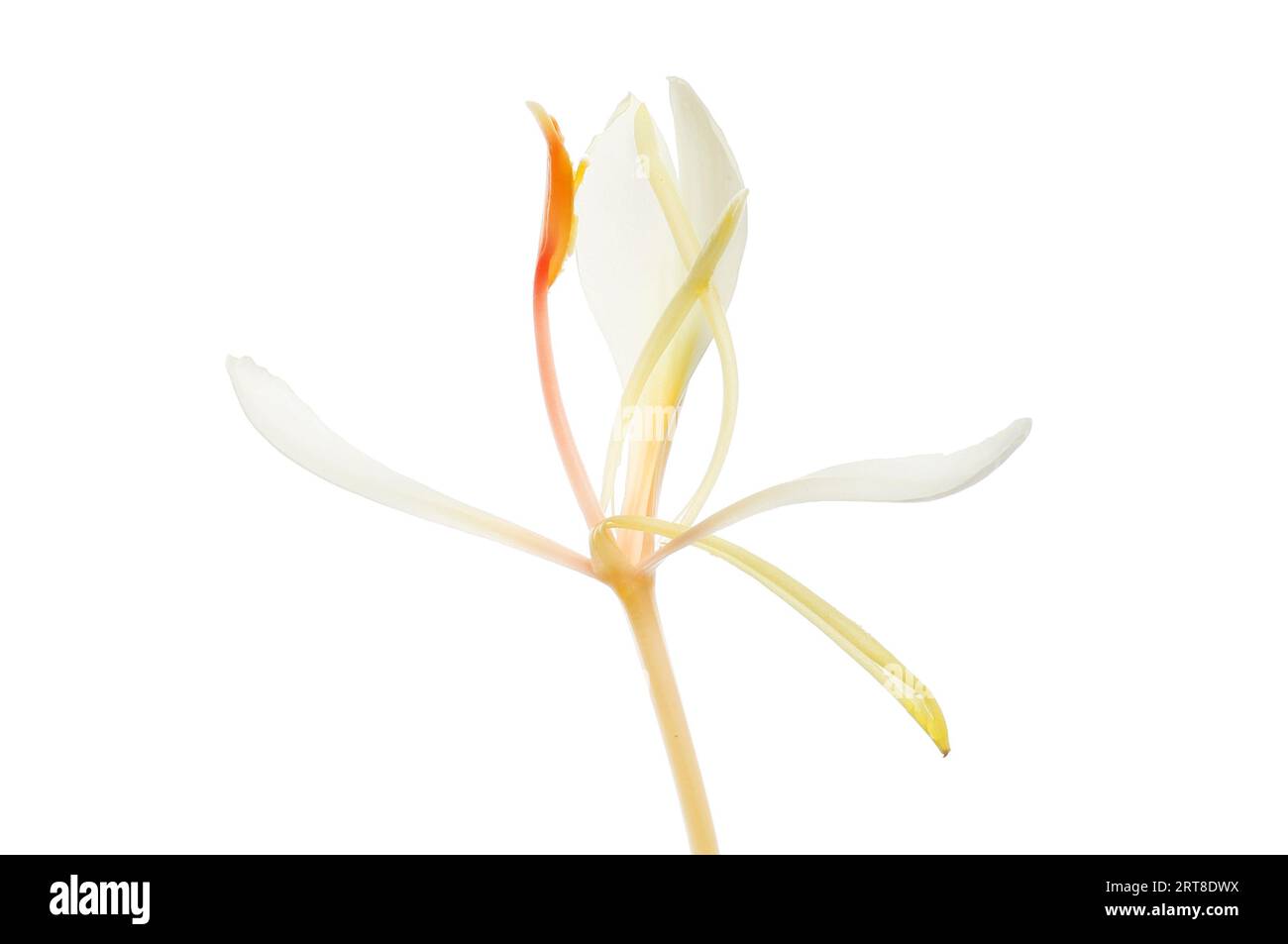 White ginger lily hedychium coronarium Cut Out Stock Images & Pictures ...