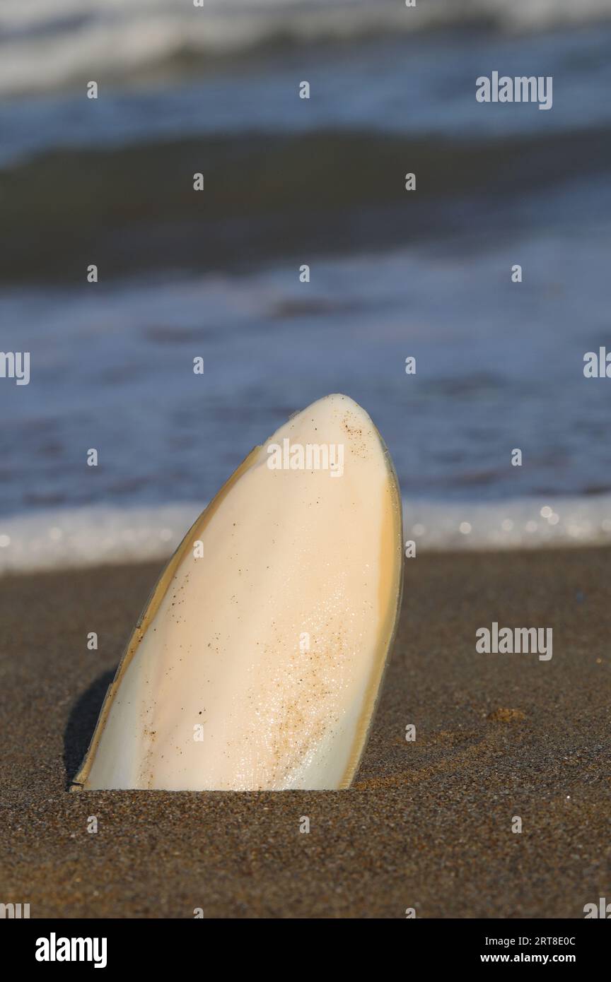 white cuttlefish bone washed up on the seashore on the sandy beach ...