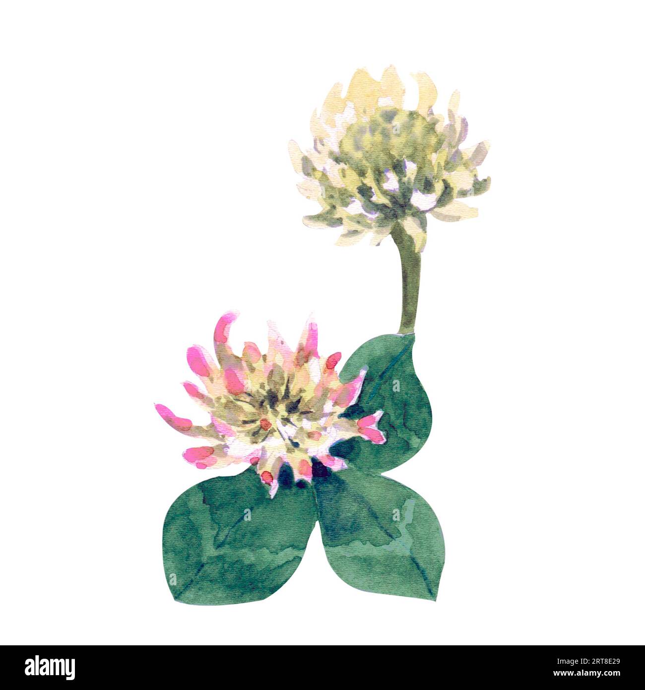 Set of clover isolated on white background. Botanical Illustration in ...