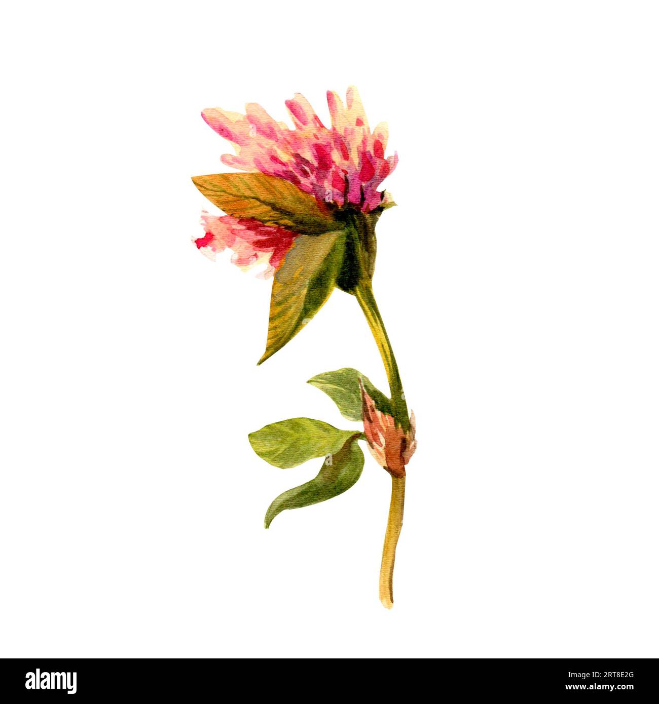 Set of clover isolated on white background. Botanical Illustration in ...