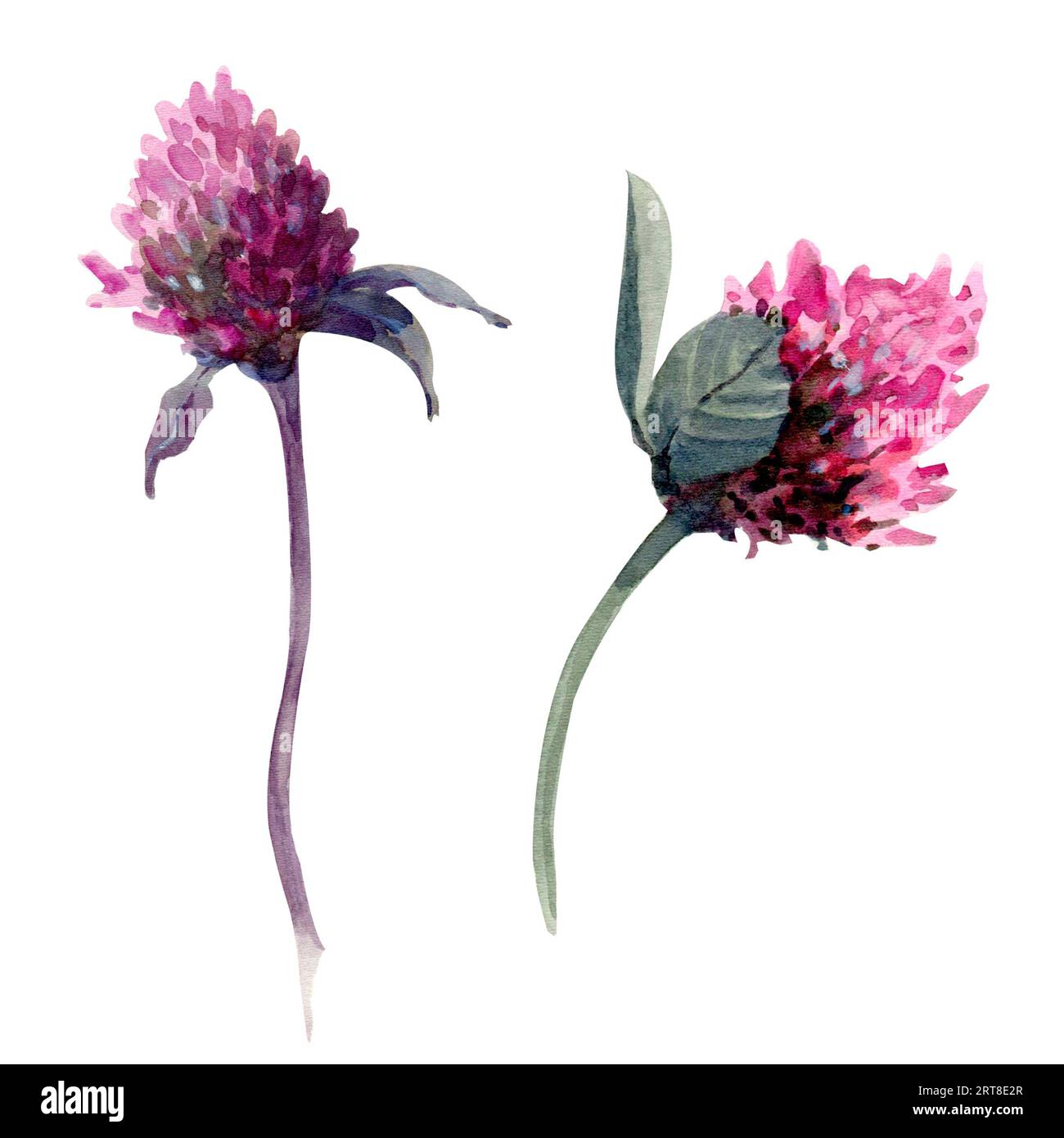 Set of clover isolated on white background. Botanical Illustration in ...