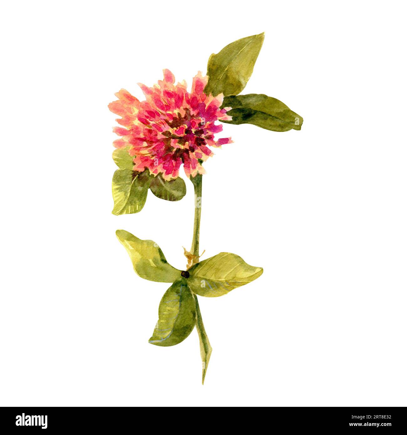 Set of clover isolated on white background. Botanical Illustration in ...