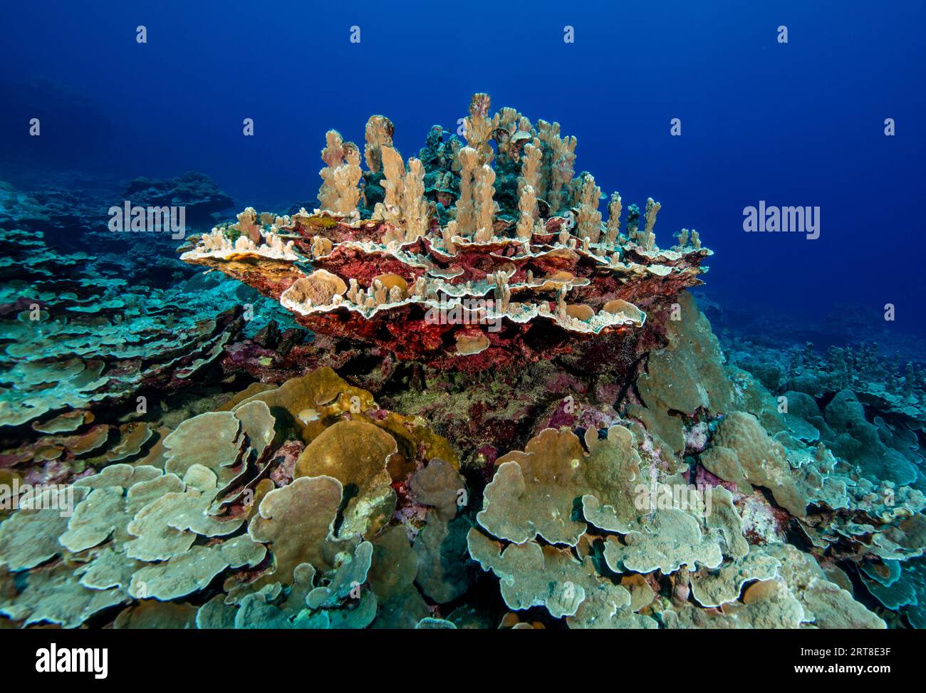Intact healthy Small Polyped Stony Coral (Scleractinia) reef-building coral hard coral stands in ...