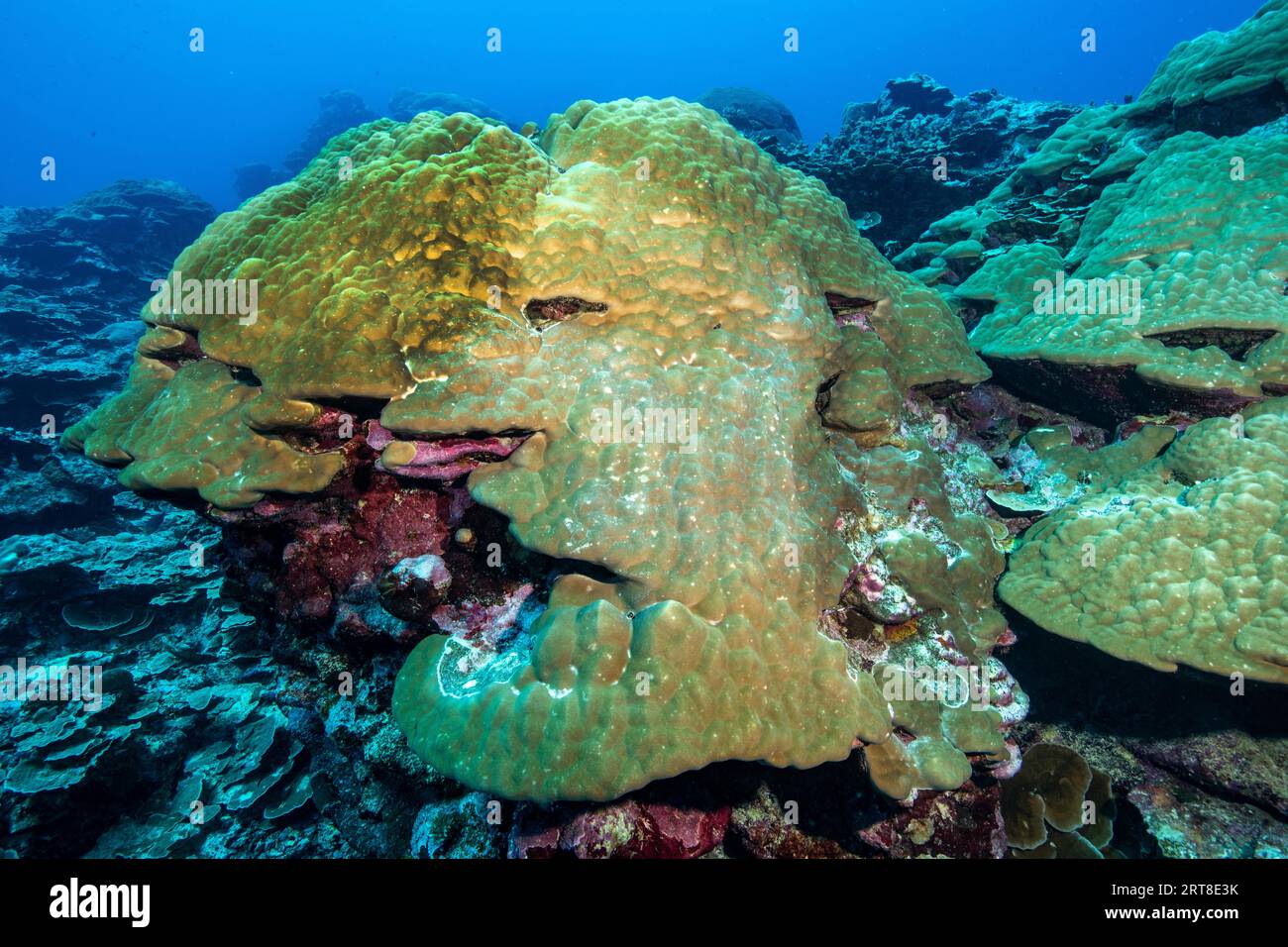 Coral block of stony coral (Scleractinia) is grown like has shape of ...
