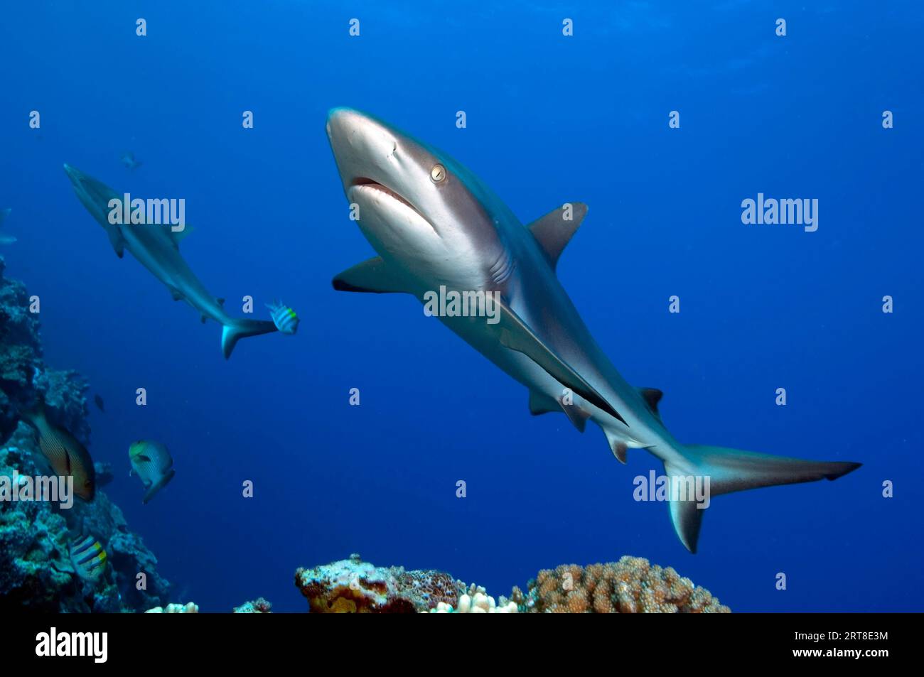 Grey reef shark (Carcharhinus amblyrhynchos) swimming over tropical ...