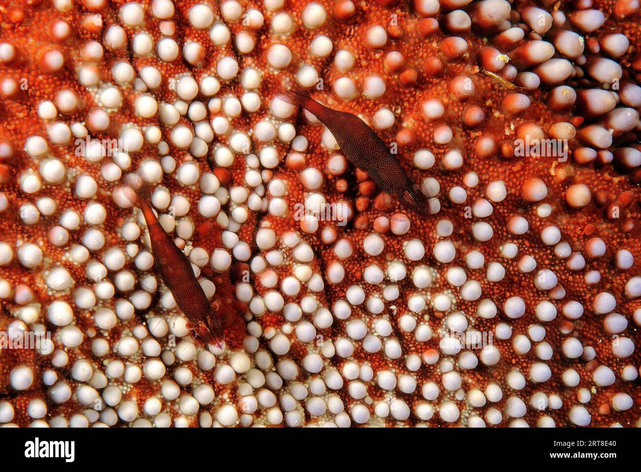 Extreme close-up of starfish (Asteroidea) shrimp (Zenopontonia soror ...
