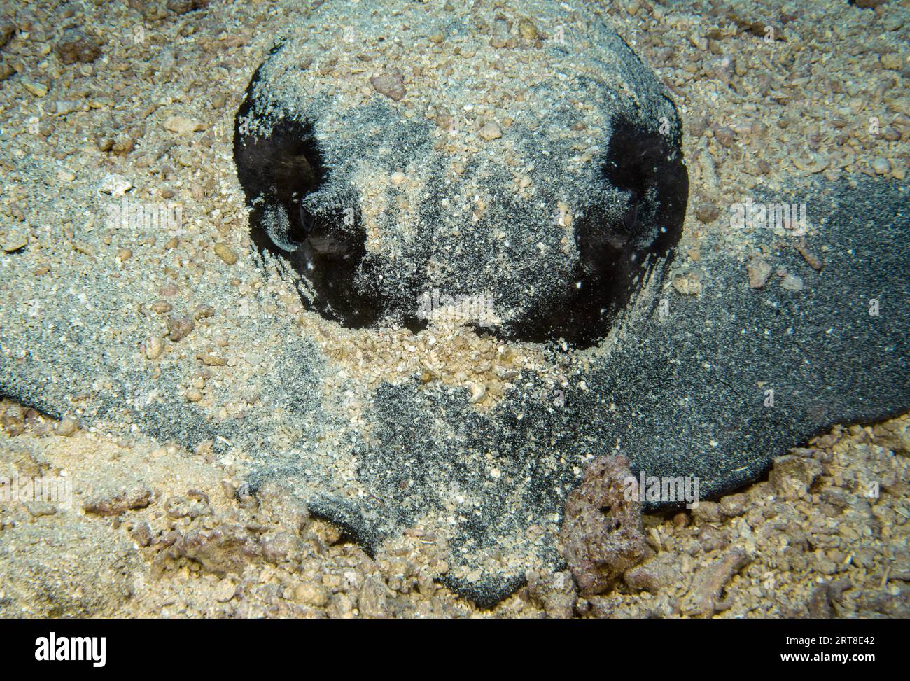 Close-up of mangrove stingray (Urogymnus granulatus) head camouflaged ...