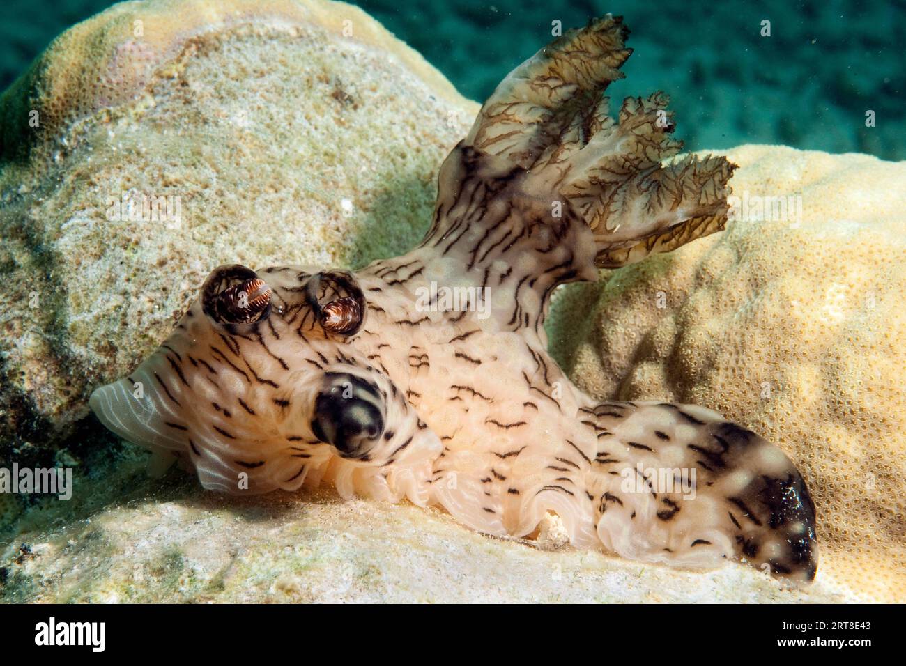 Large nudibranch (Kentrodoris rubescens) crawling over hard coral ...