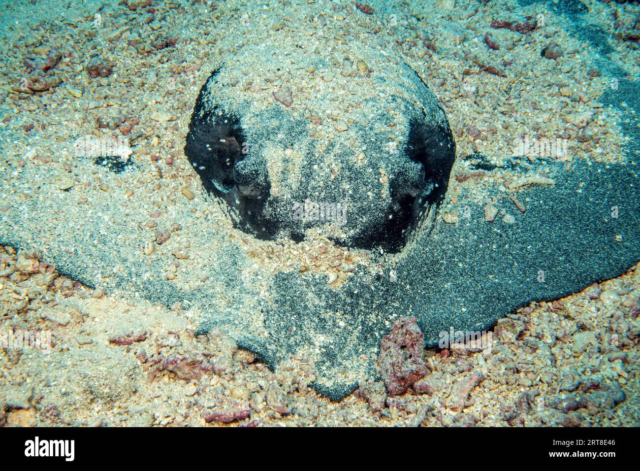 Close-up of head camouflaged with sand Body of mangrove stingray ...