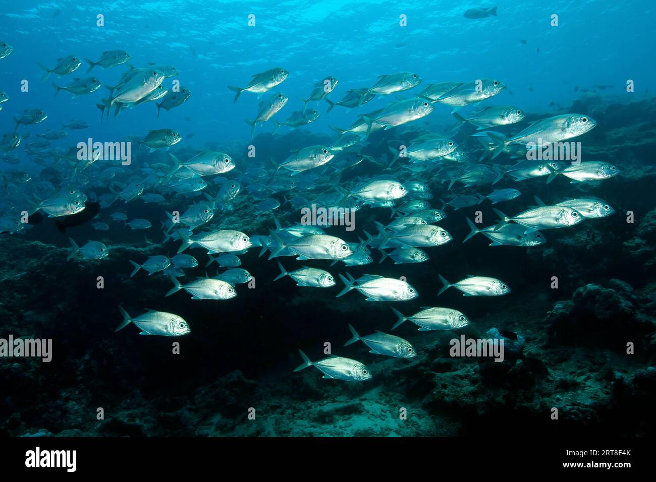 Mackerel swimming hi-res stock photography and images - Alamy
