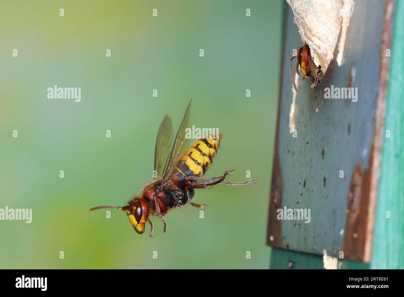 European hornets (Vespa crabro) taking off from a nest in a bird ...