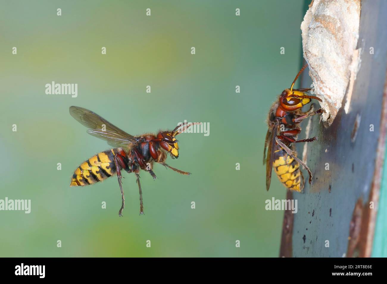 European hornets (Vespa crabro) approaching the nest in a bird nest box ...