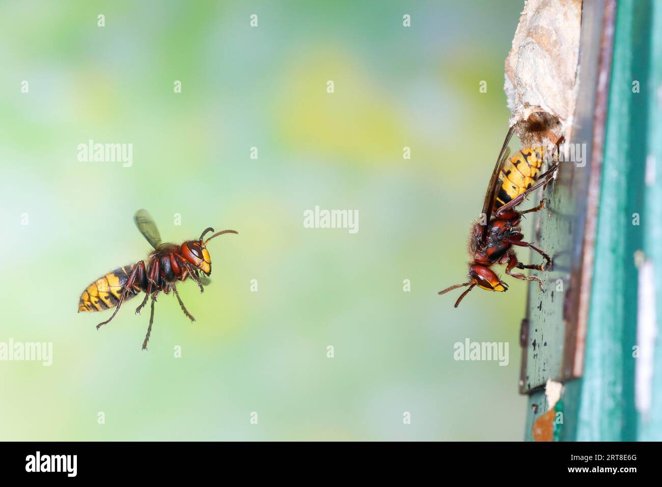 European hornets (Vespa crabro) approaching the nest in a bird nest box ...