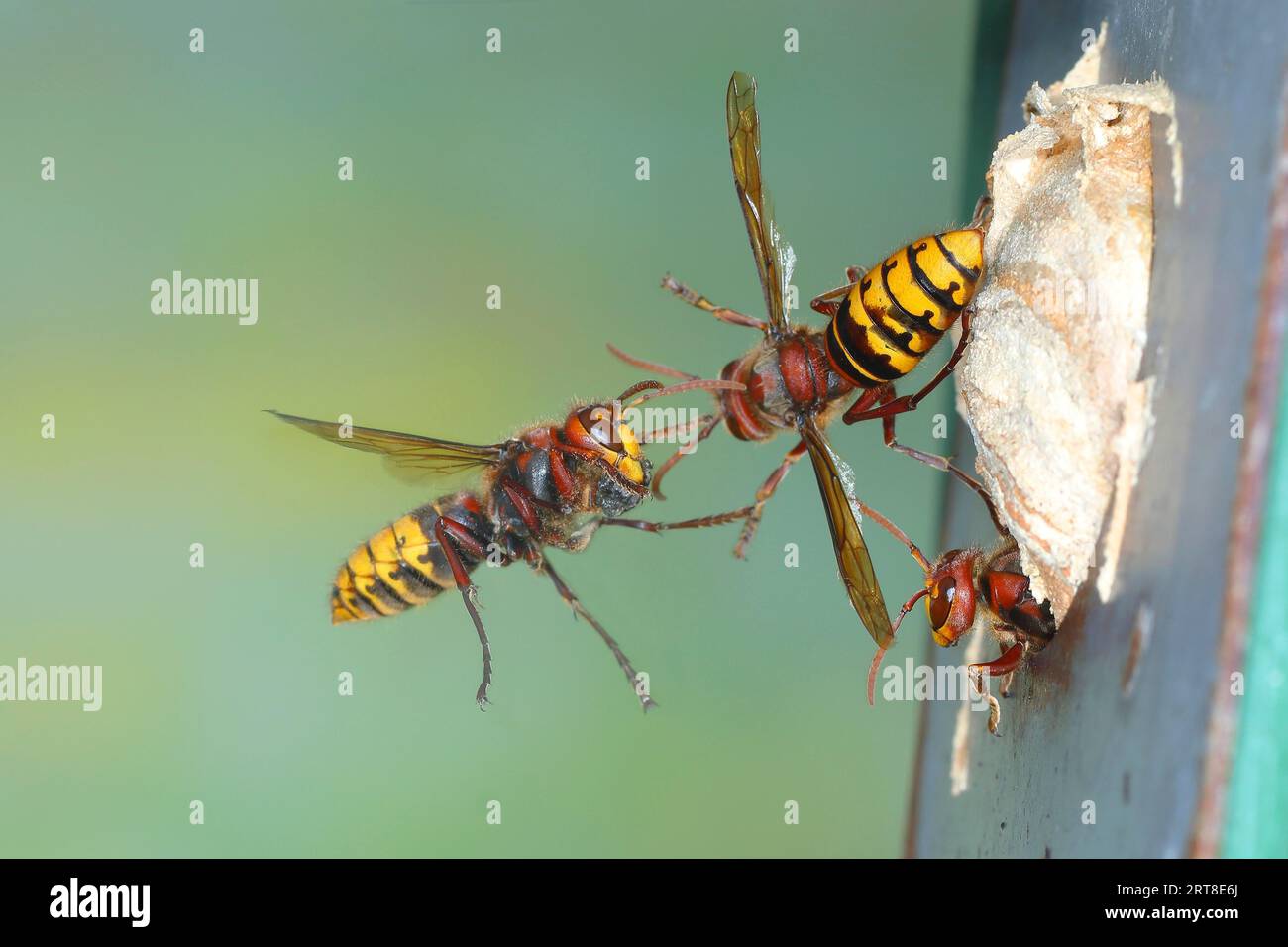 European hornets (Vespa crabro) approaching the nest in a bird nest box ...