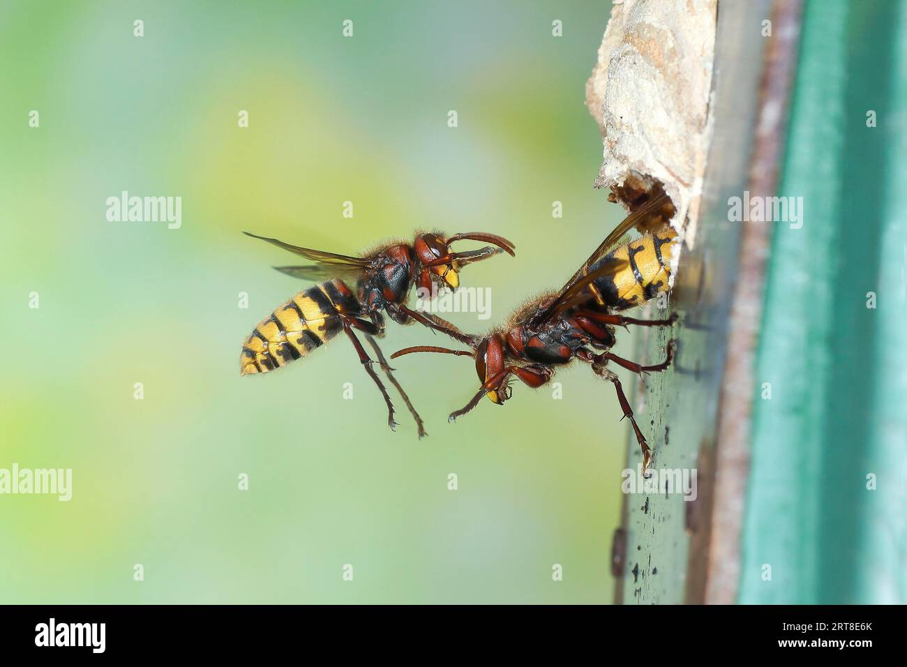 European hornets (Vespa crabro) approaching the nest in a bird nest box ...