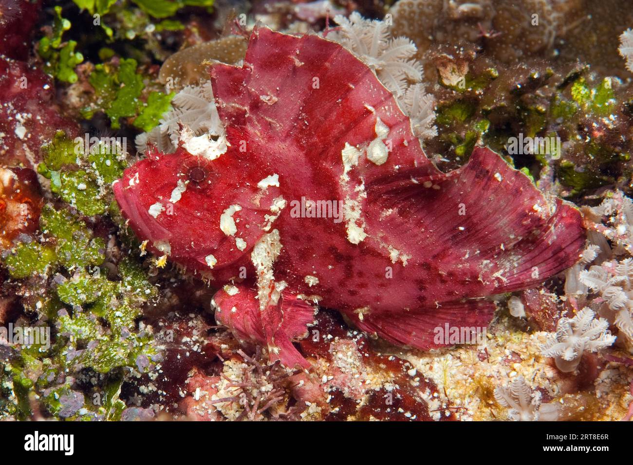 Camouflaged red leaf fish (Taeninotus triacanthus), leaf fish in red ...
