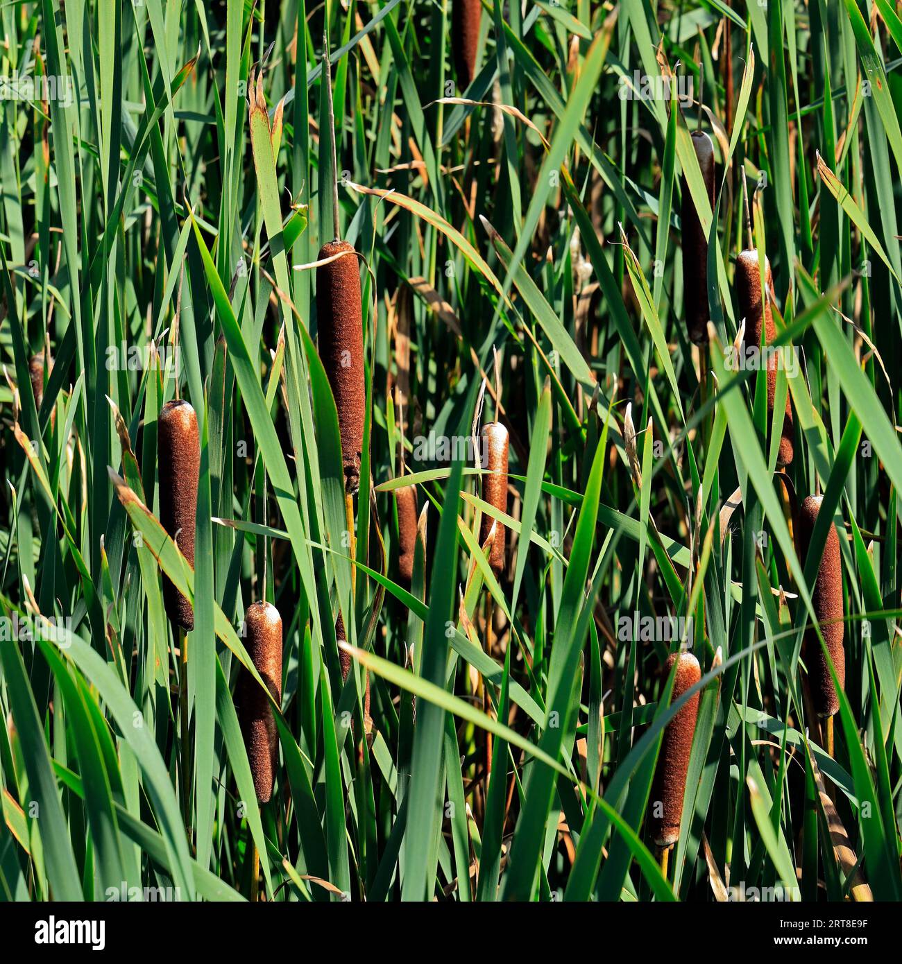 Reed mace (typha) Cardiff September 2023 Stock Photo - Alamy