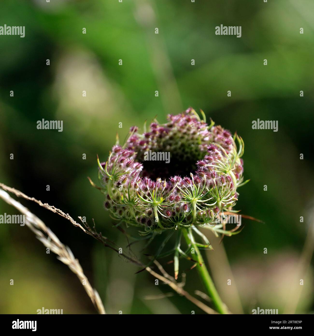 Umbelliferous seed head hi-res stock photography and images - Alamy