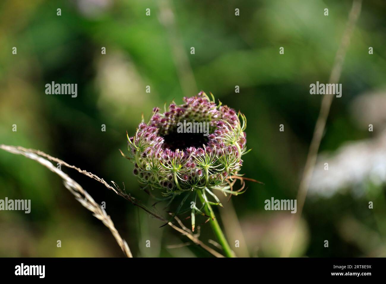 Umbelliferous plant hi-res stock photography and images - Alamy