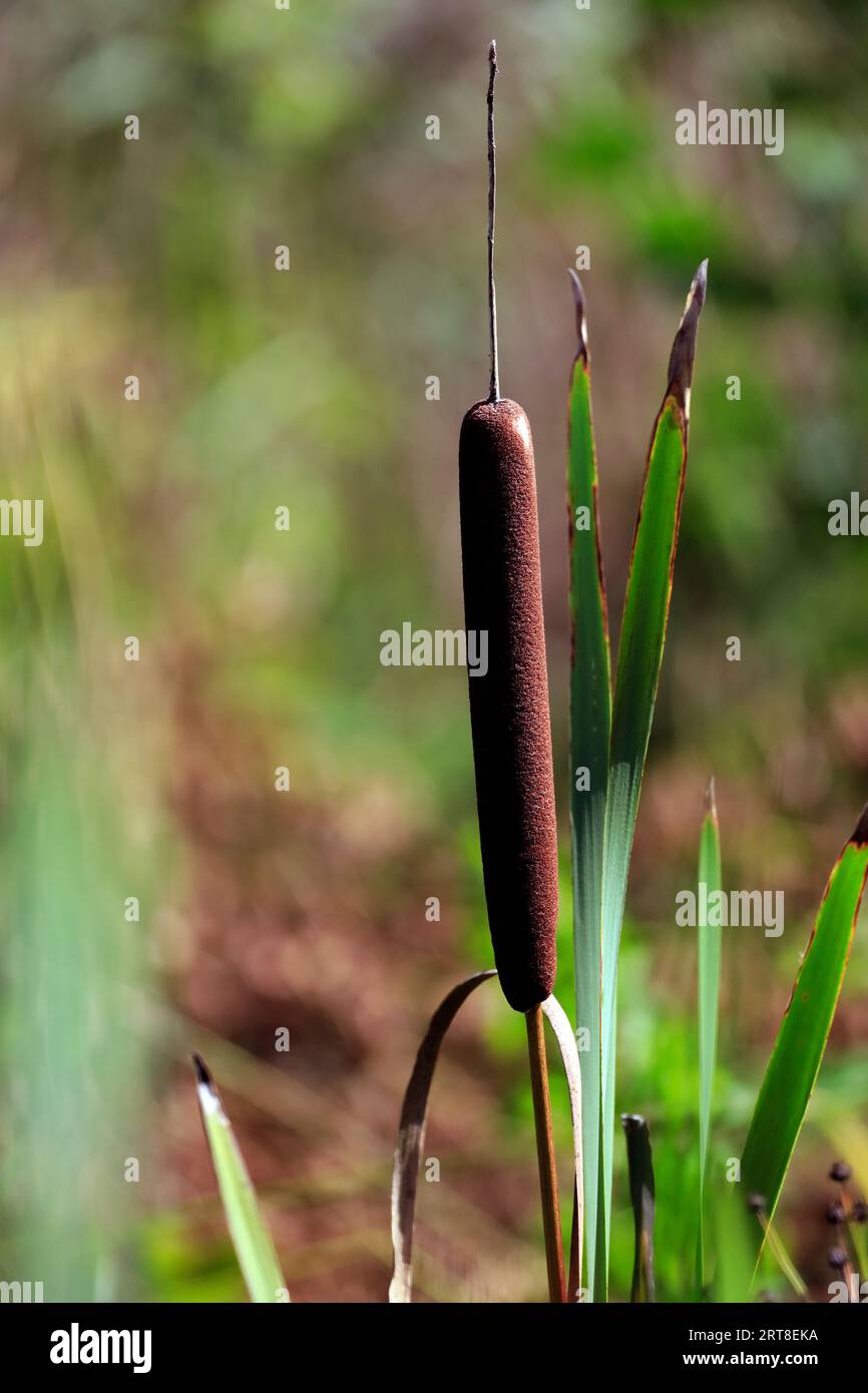 Reed mace wetland hi-res stock photography and images - Alamy