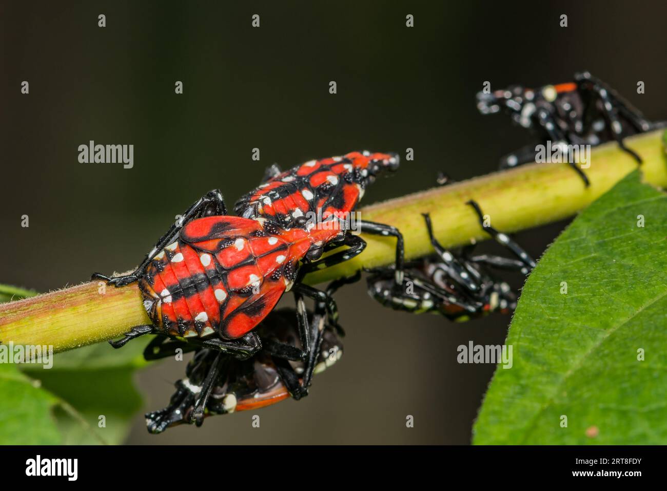 Spotted Lanternfly - Lycorma delicatula Stock Photo - Alamy