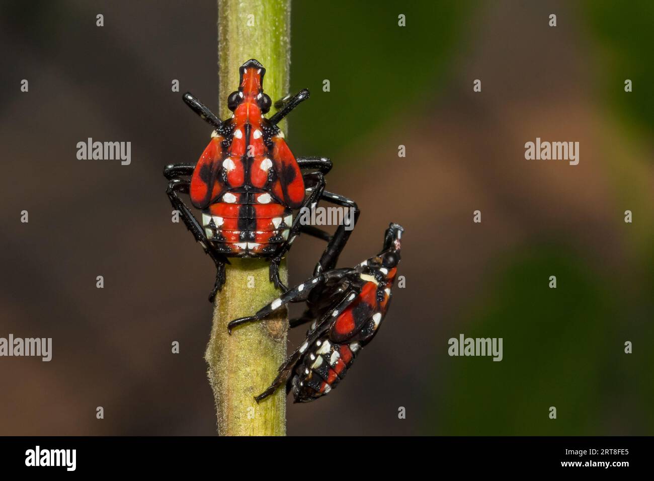 Spotted Lanternfly - Lycorma delicatula Stock Photo - Alamy