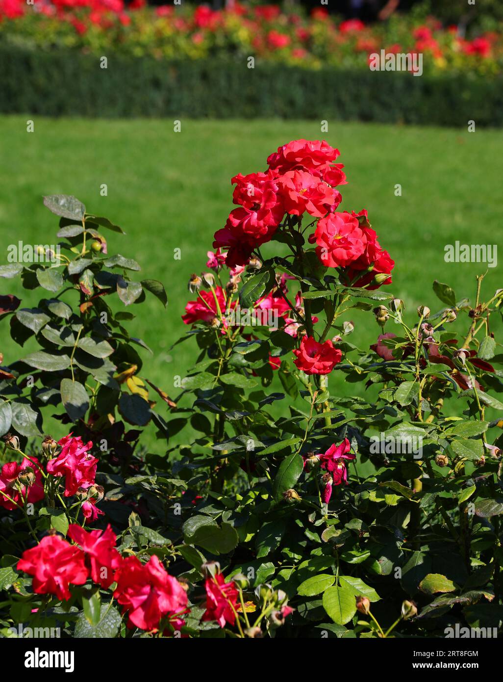 big roses with thorns in the rose garden of the public park garden ...