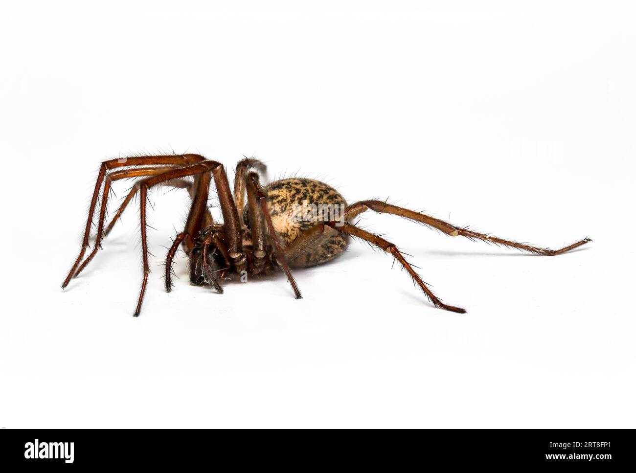 Hauswinkelspinne hi-res stock photography and images - Alamy