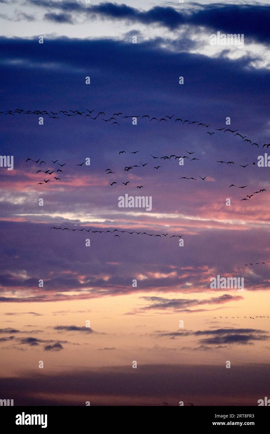 Flock of cranes flying to place to sleep Stock Photo - Alamy
