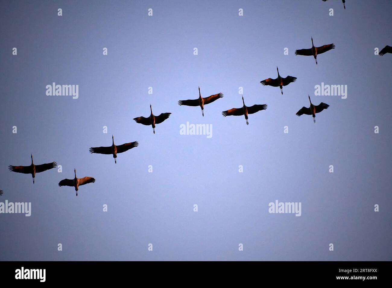 Flock of siberian cranes hi-res stock photography and images - Alamy