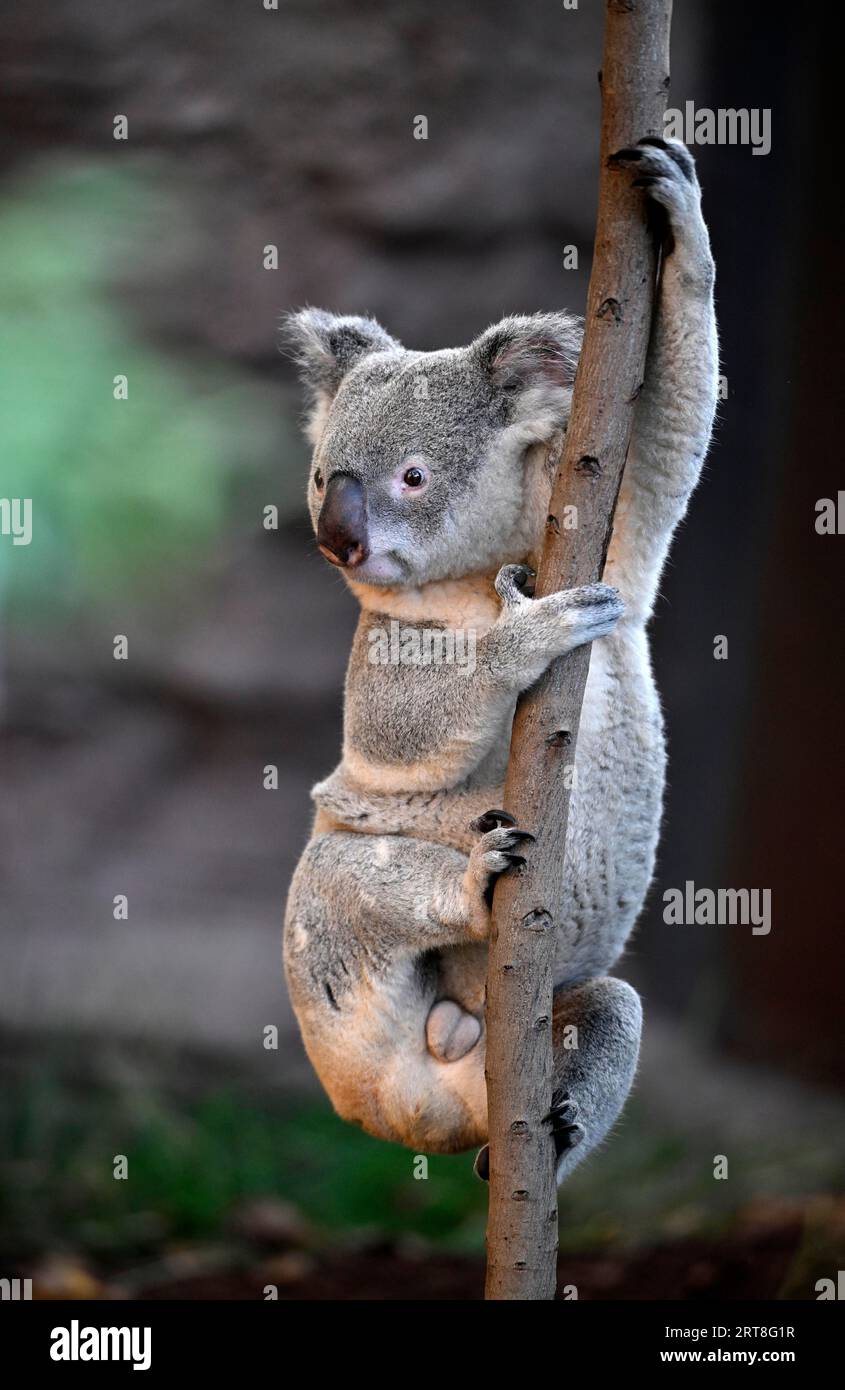 Climbing koala hi-res stock photography and images - Alamy