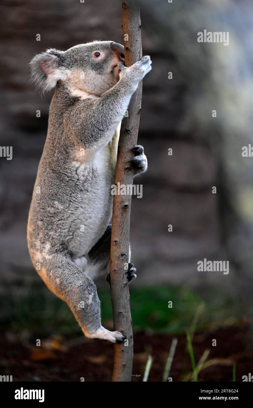 Koala (Phascolarctos cinereus), climbing on tree trunk, captive, Baden ...