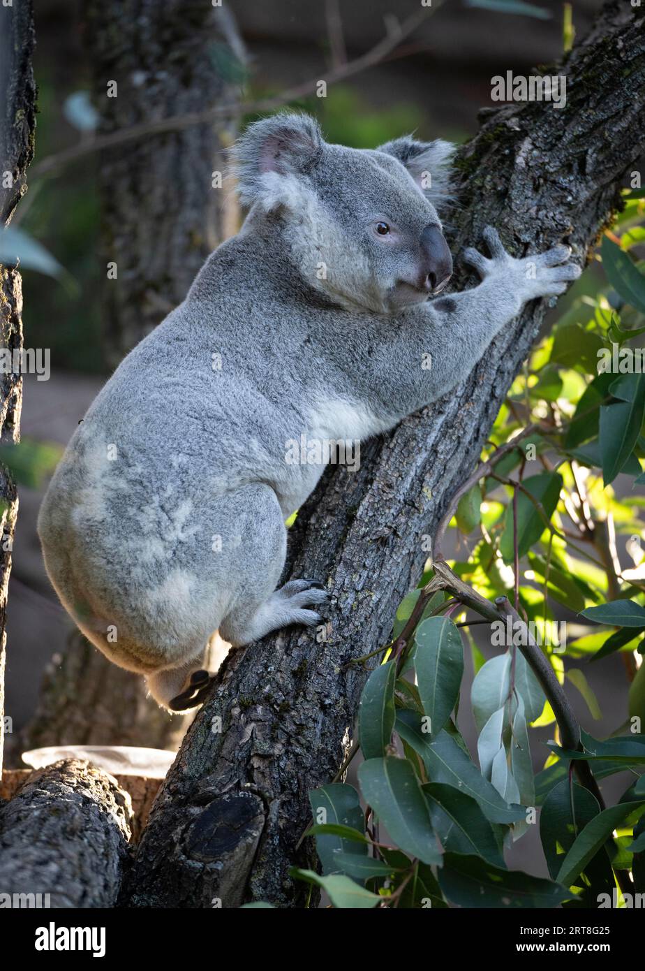 Koala climbing tree hi-res stock photography and images - Alamy