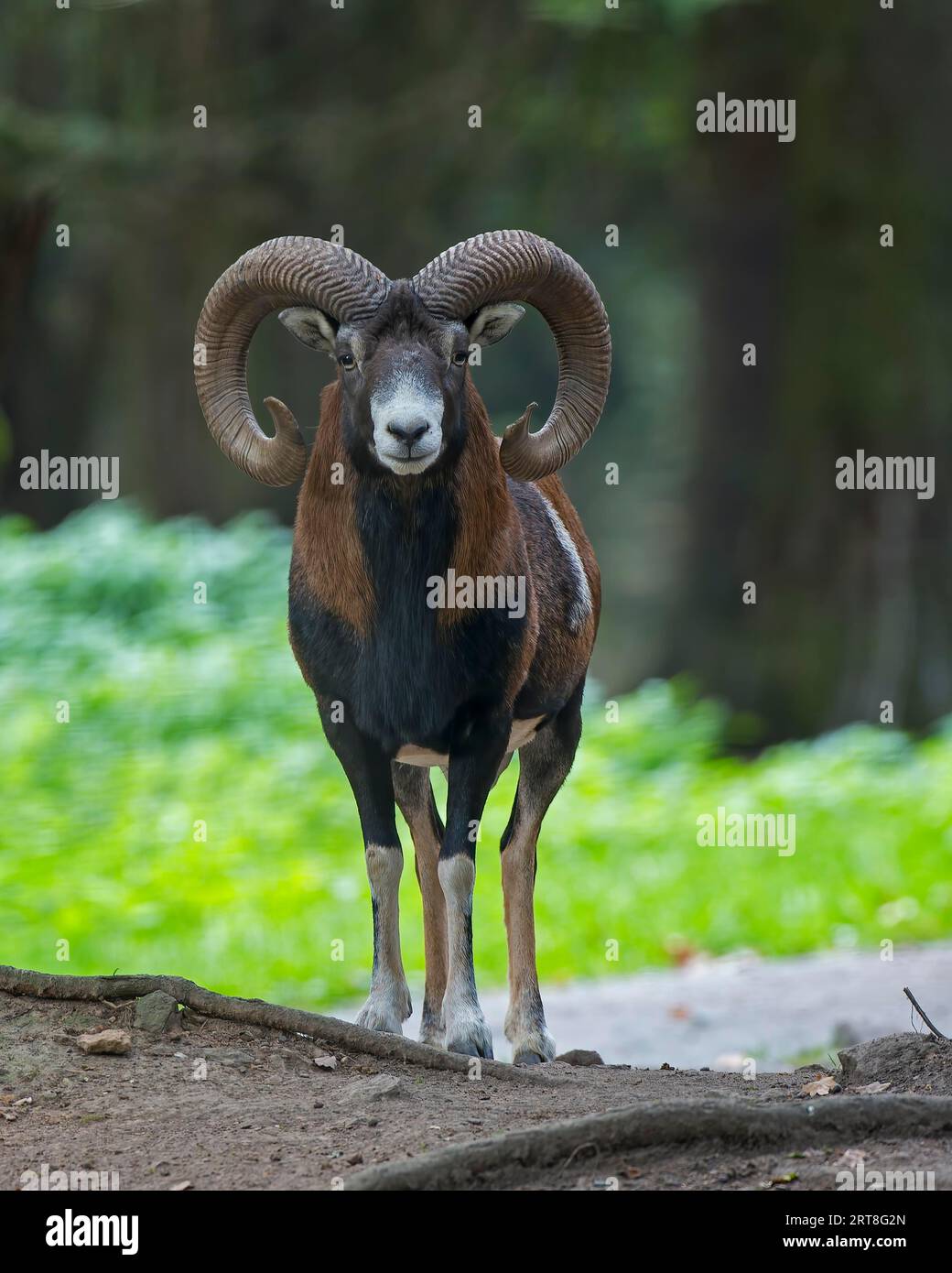 European mouflon (Ovis gmelini musimon), european mouflon Ram with ...