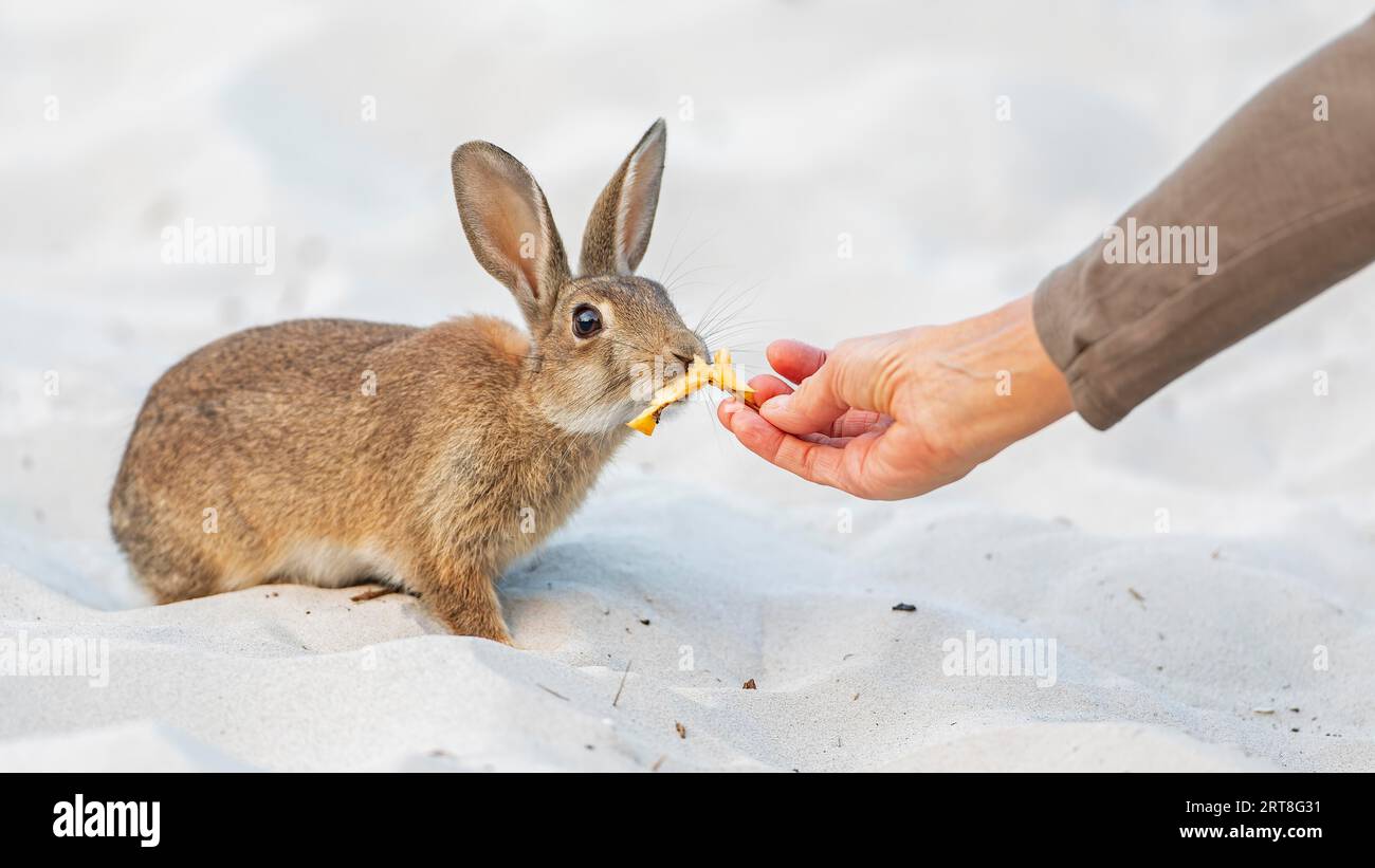 European rabbit (Oryctolagus cuniculus) foraging, eating from humans ...