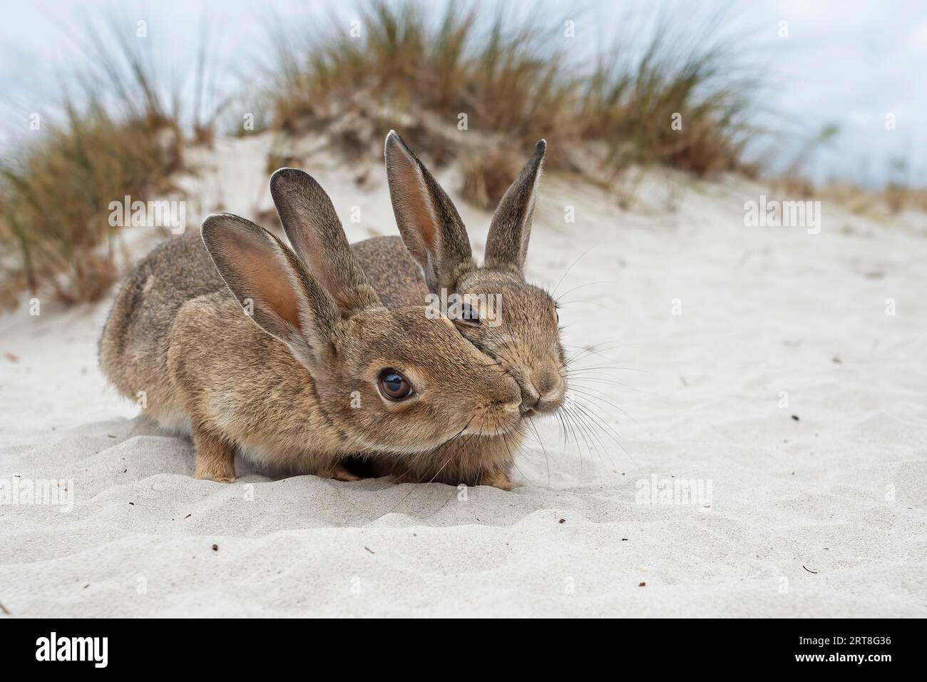 Interaction with the animals hi-res stock photography and images - Alamy