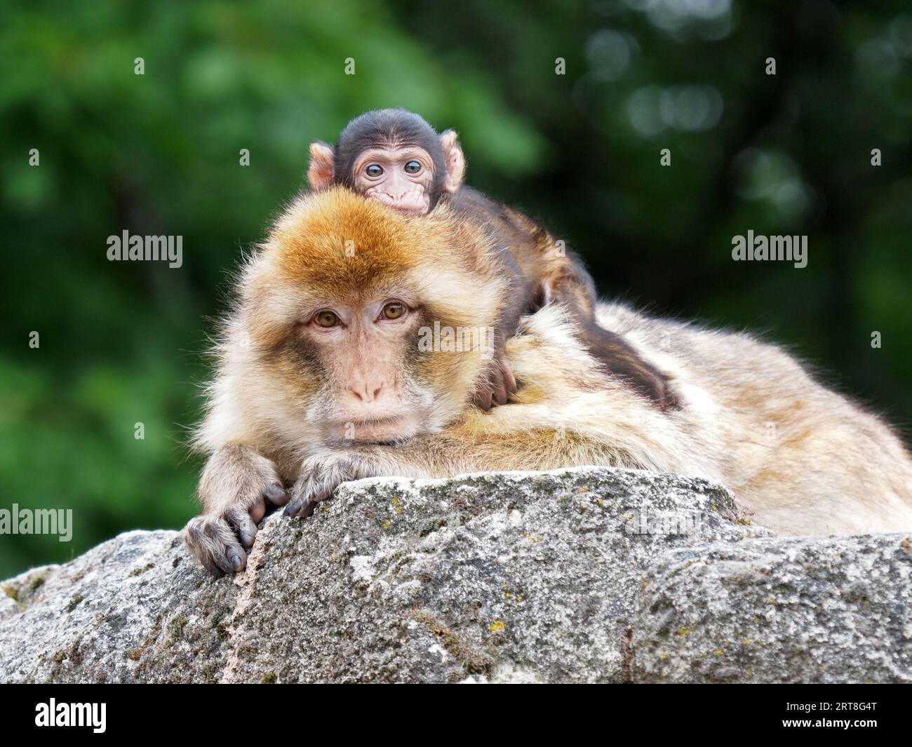 Berber monkey hi-res stock photography and images - Alamy