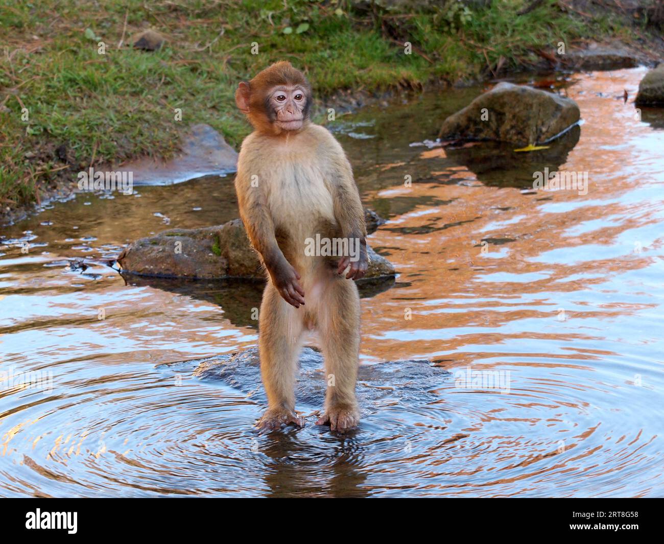 Berber monkey hi-res stock photography and images - Alamy