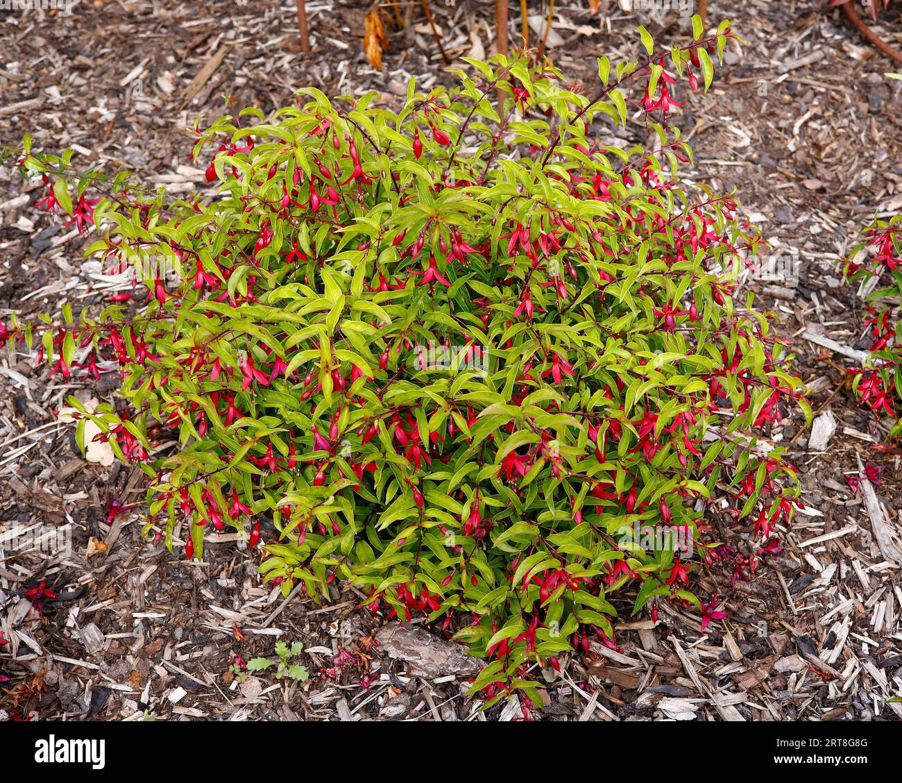Closeup of the red single pendulous flowers of the perennial low and ...